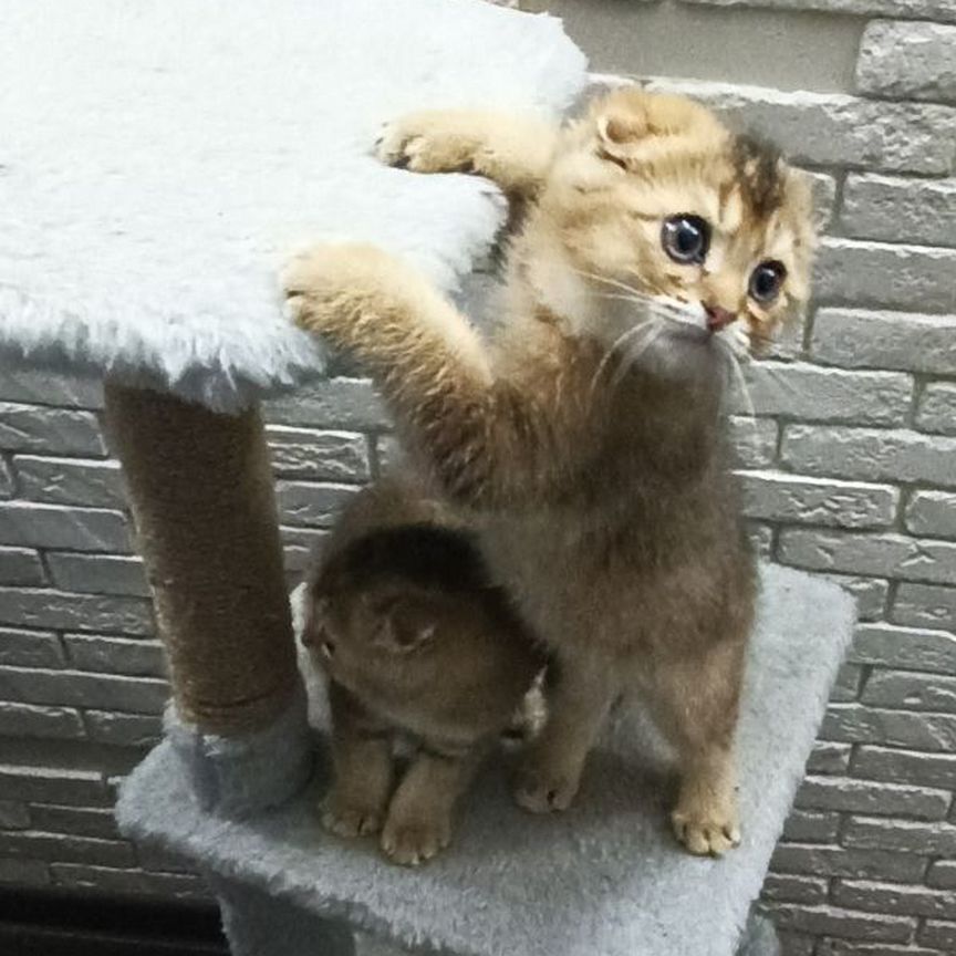 Шотландский вислоухий короткошёрстный котёнок