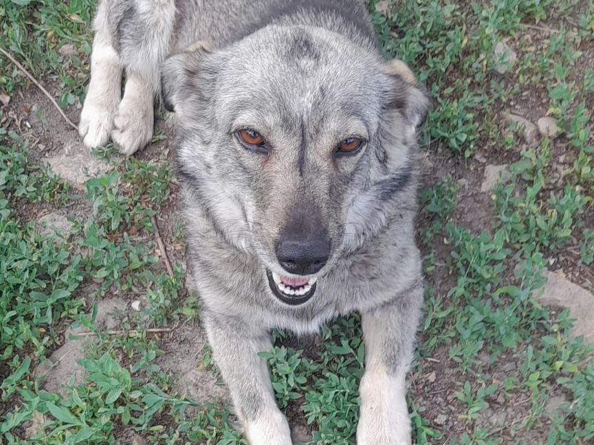 Приютите ласковую собачку, ей совсем негде жить