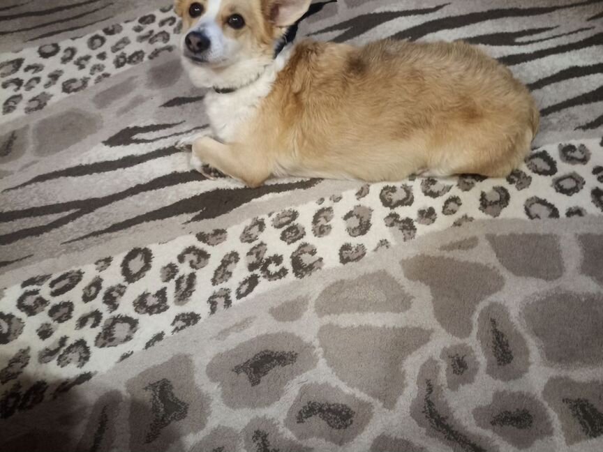 Найдена маленькая собака