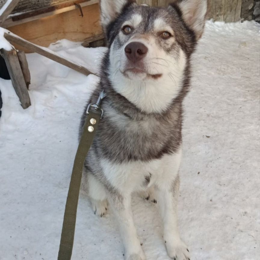 Линда метис хаски