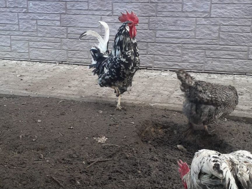 Продаются молодые петушки