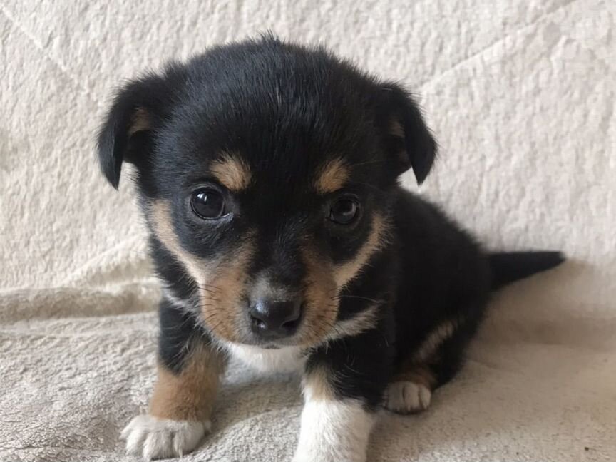 Собака отдам бесплатно