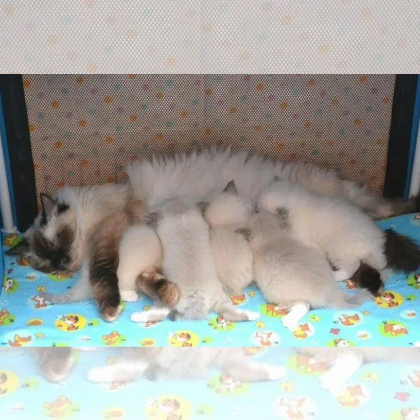 Невские маскарадные котята