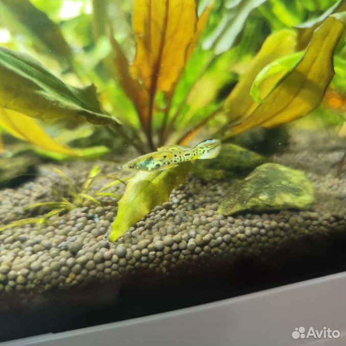 Гуппи эндера тигр (чистая линия)