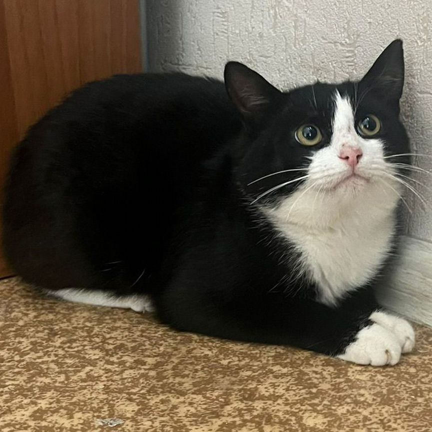 Спасенный котик в добрые руки
