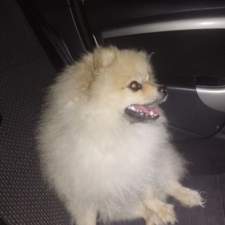 Померанский шпиц мальчик (торг)