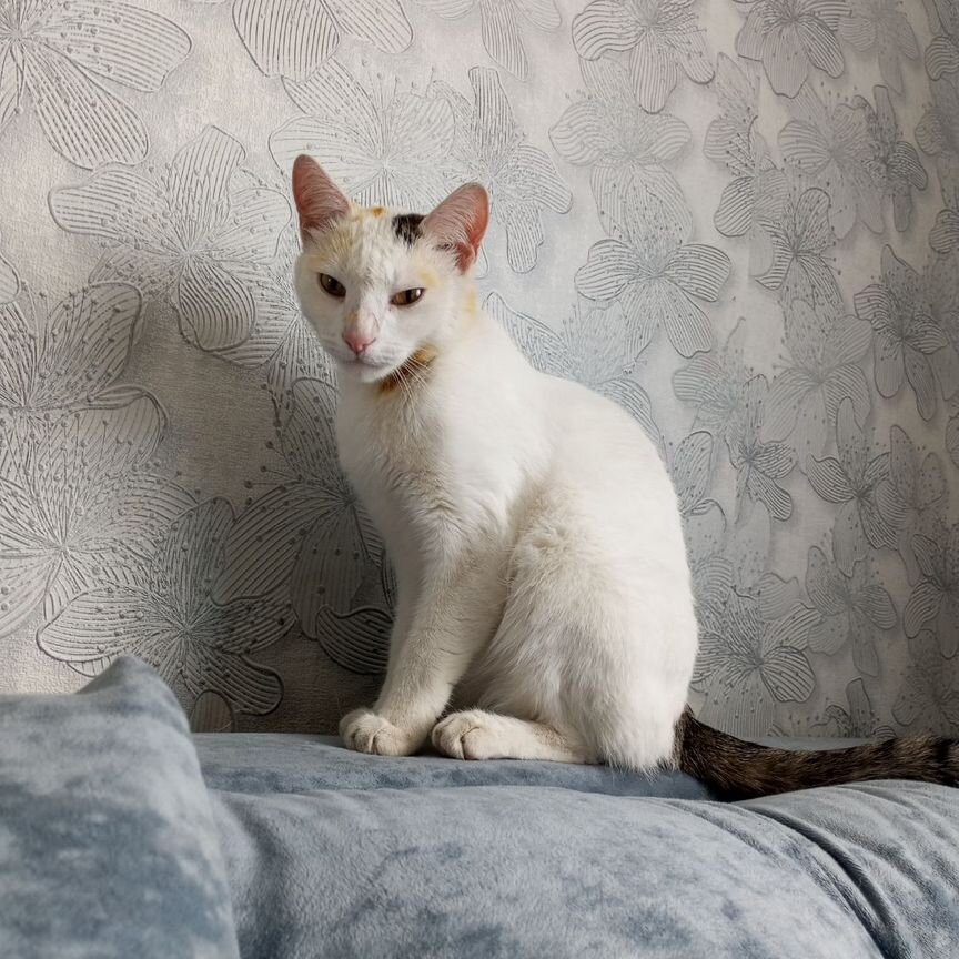 Котики бесплатно в добрые руки