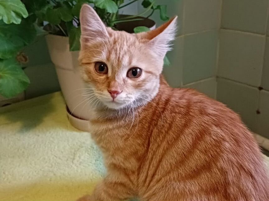 Кошка