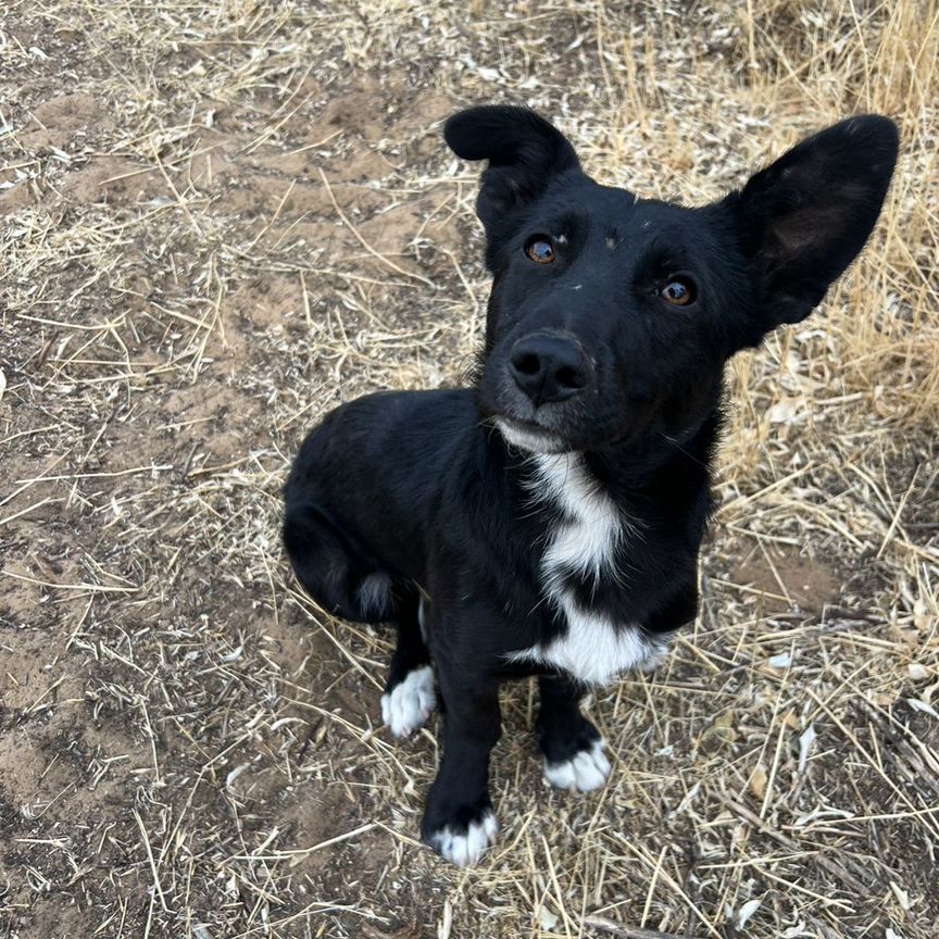 Мальчик коротколапик в опасности