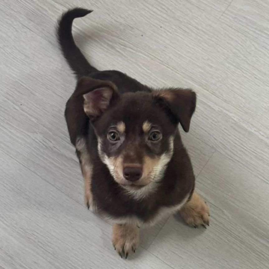 Щенок в добрые руки