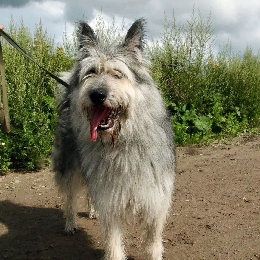 Собака в добрые руки