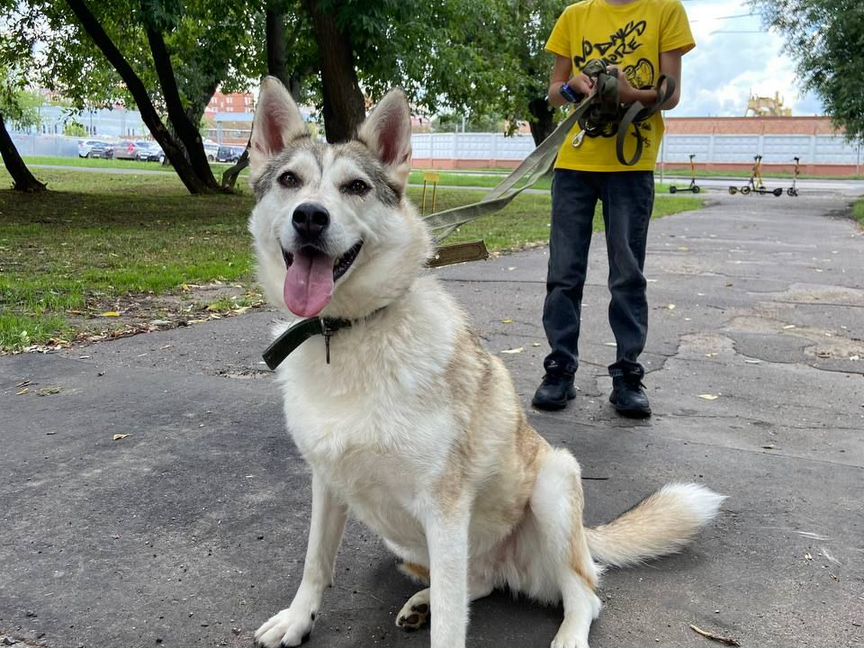 Красотка из приюта Леся