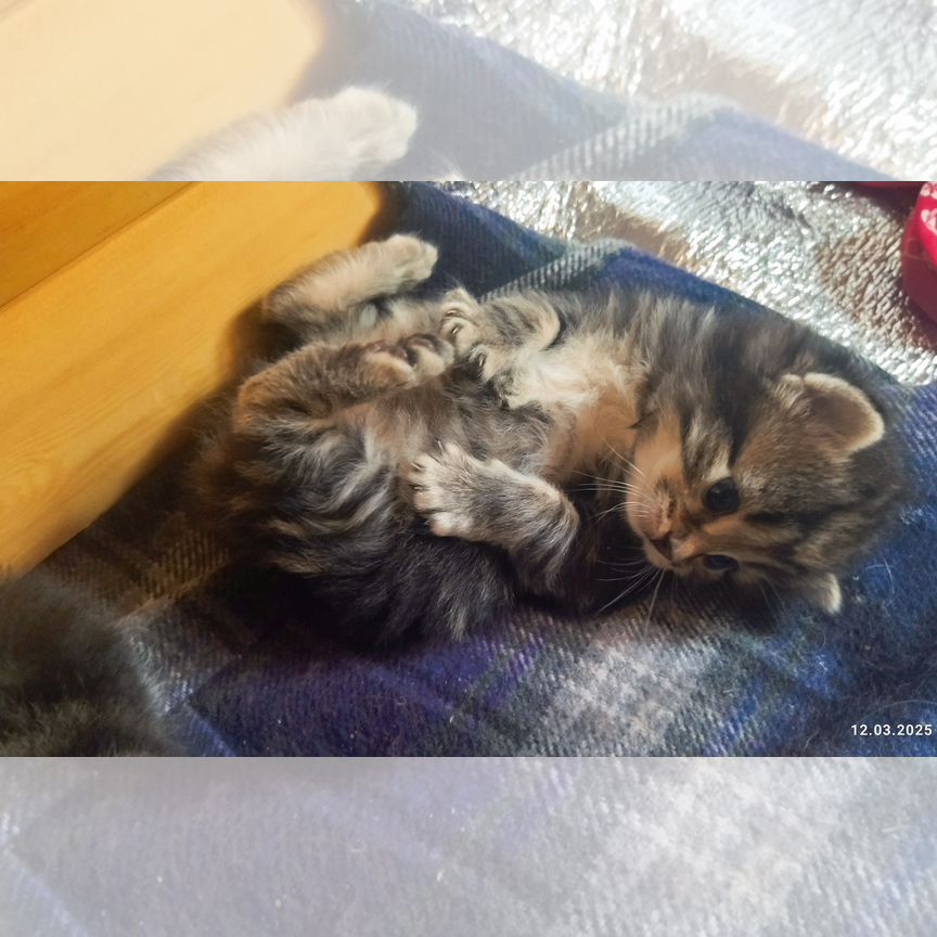 Котята Курильский бобтейл