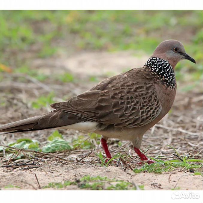 Китайская горлица