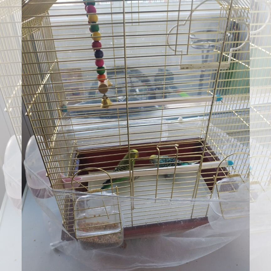 Волнистый попугай