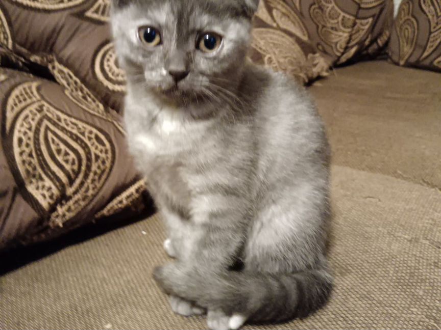 Шотландская вислоухая кошка