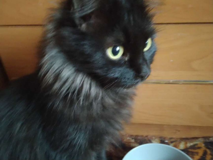 Кошка