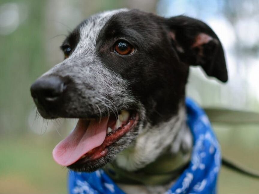 Щенок-подросток в добрые руки. Спаси из приюта