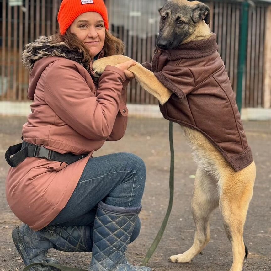 Собака в добрые руки отдам бесплатно