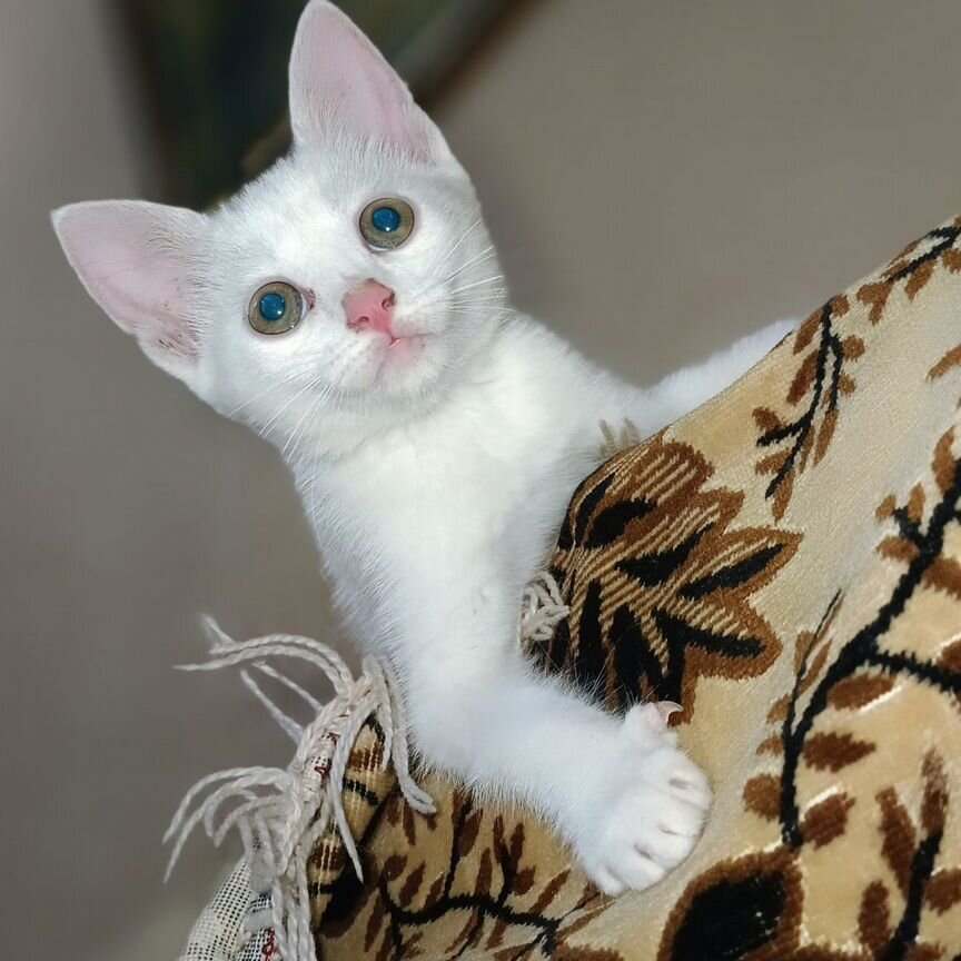 Котенок