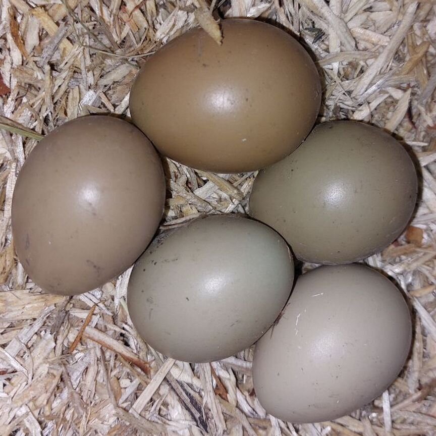 Инкубационное яйцо фазана