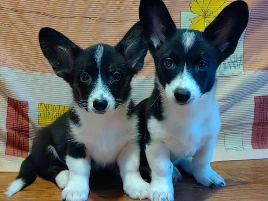 Шикарные мальчики вельш корги