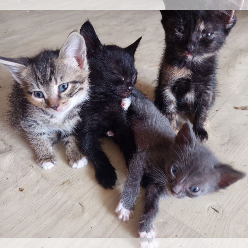 Котёнок в добрые руки