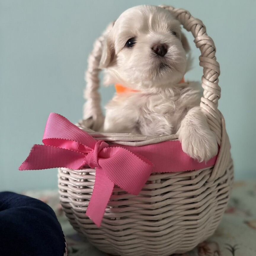 Мальтийская болонка, щенок