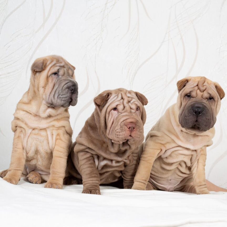 Шарпей, щенок