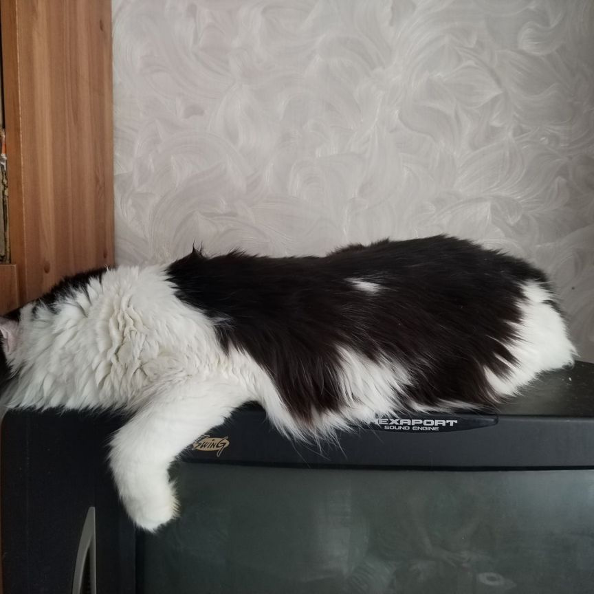 Отдам кота в добрые руки