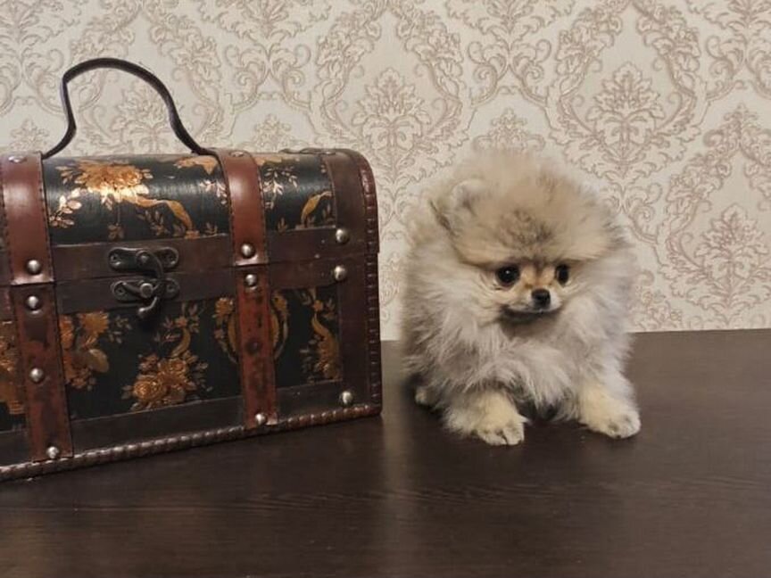 Эксклюзив. Помераночка, с родосл