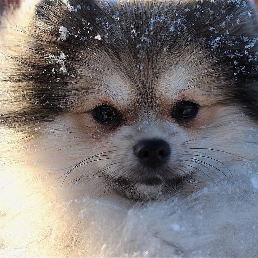 Ваше пушистое счастье