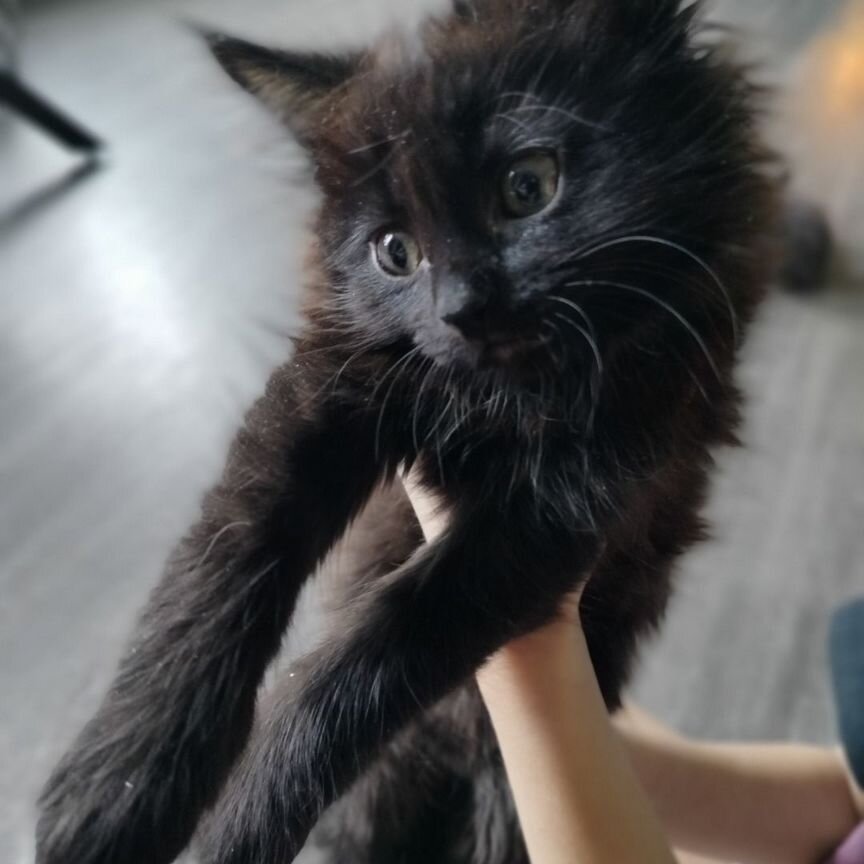 Отдам в добрые руки милых котят