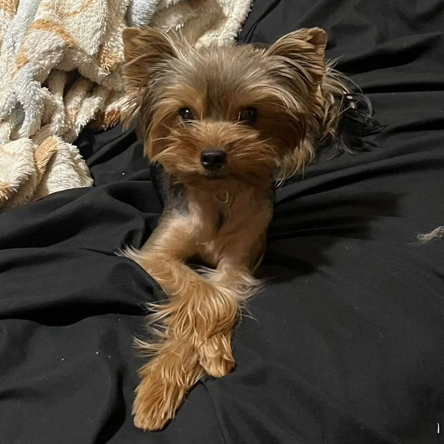 Йоркширский терьер, взрослая собака