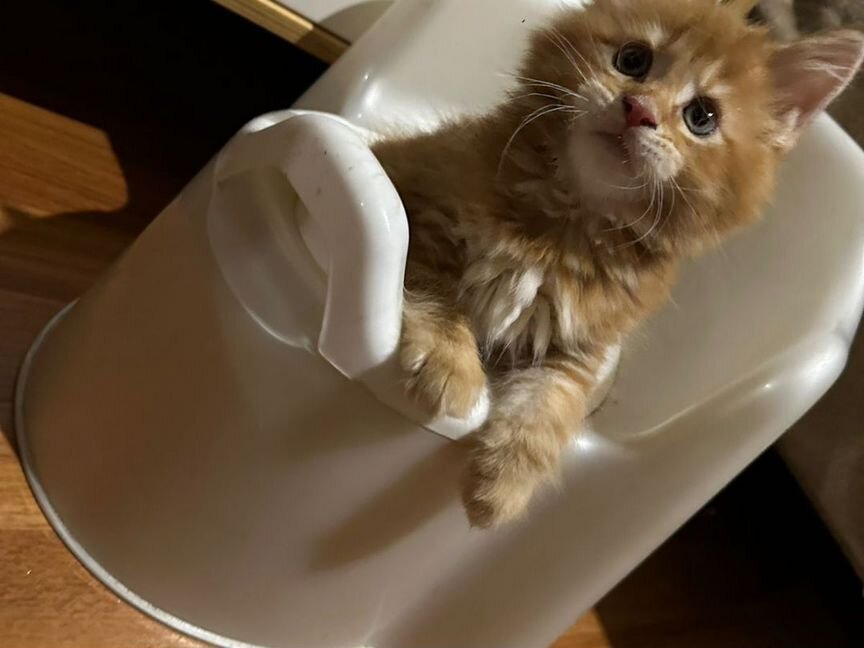 Котята мейн-кун