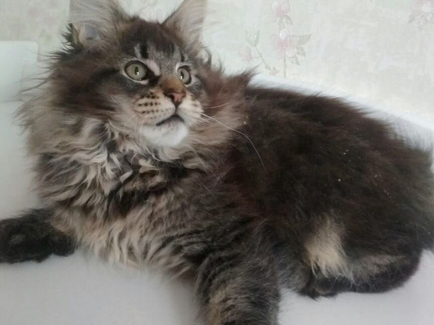 Котята мейн-кун