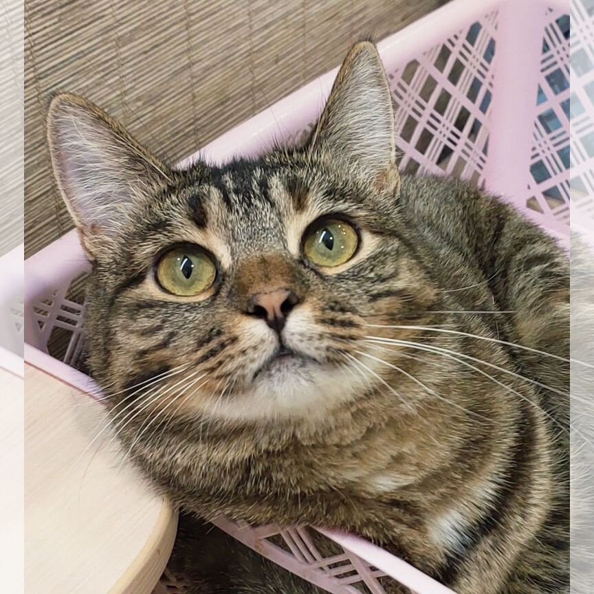 Взрослая, кошка в добрые руки