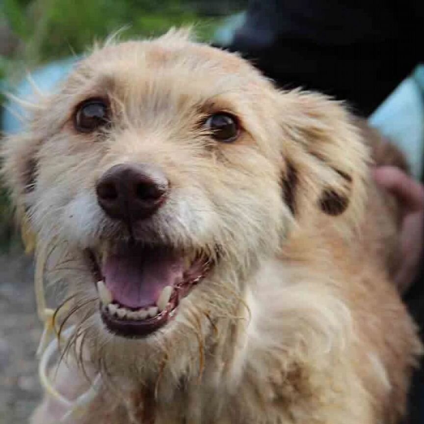 Некрупная собачка Рыжая