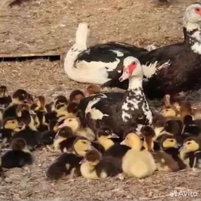 Индоутята, утята мускусной утки, шипуны