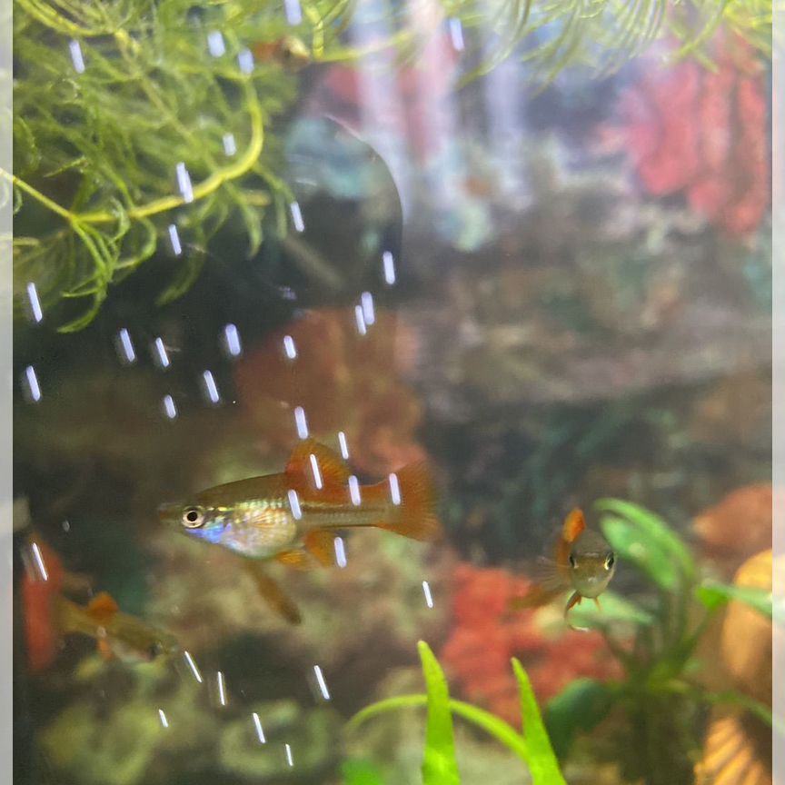 Аквариумные рыбки меченосцы