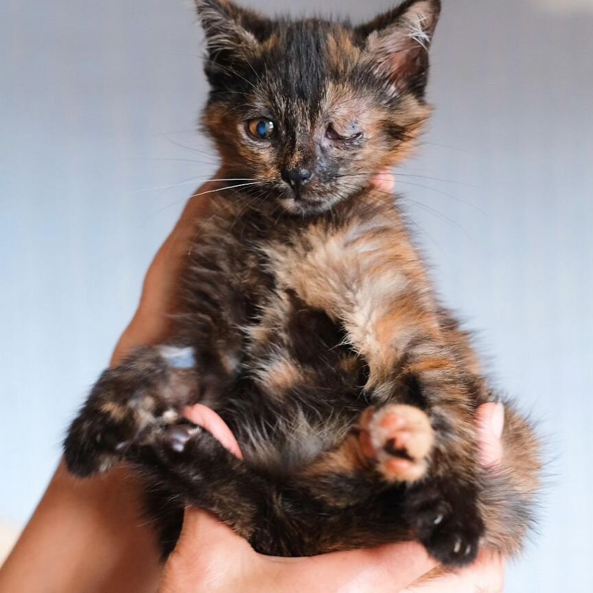 Котёнок в добрые руки (глазик лечат)