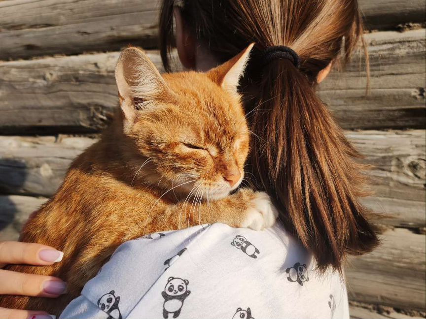 Котёнок в добрые руки