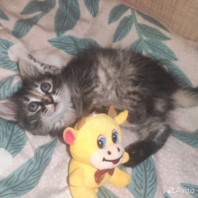 Чудесный котенок. Кошечка