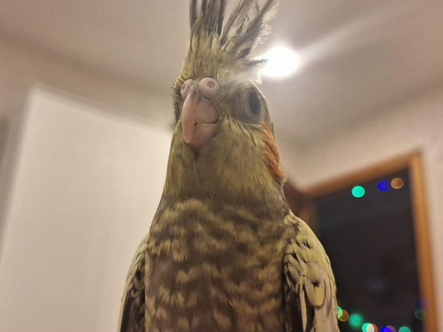 Птенцы корелла