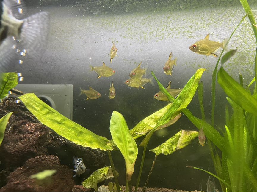 Аквариумные рыбки лимонная тетра