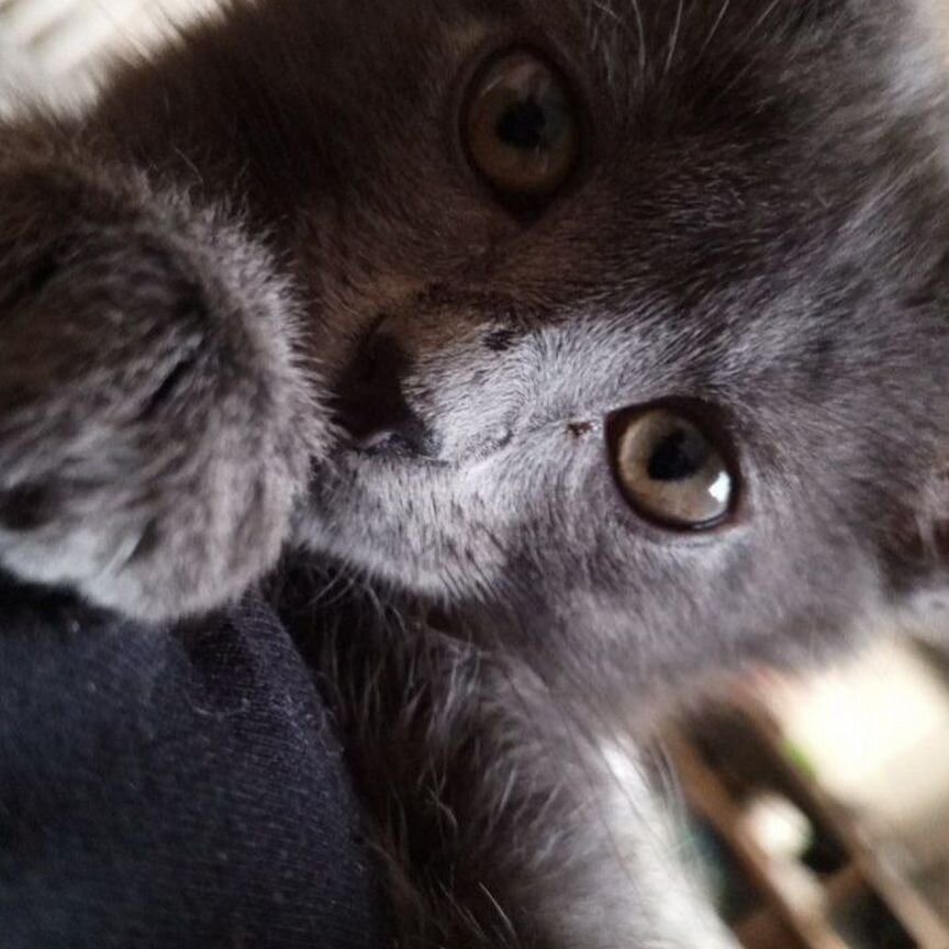 Отдам котёнка