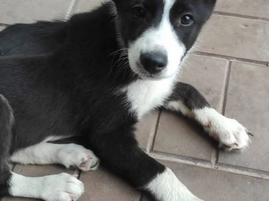 Щенок в дтбрые руки