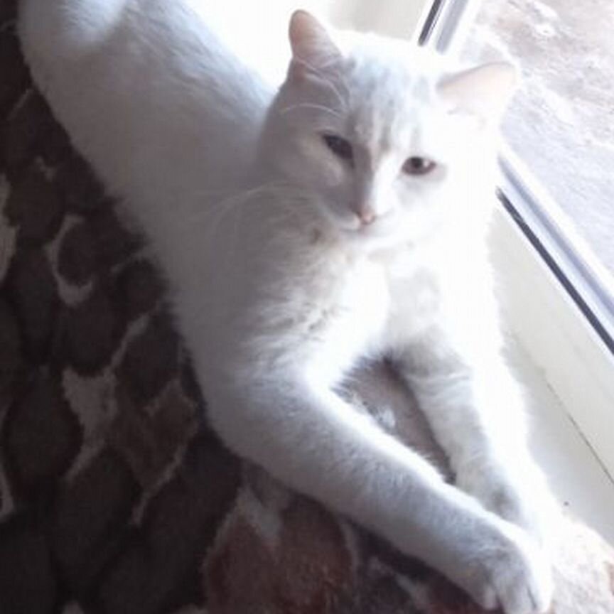 Котик в доброе руки
