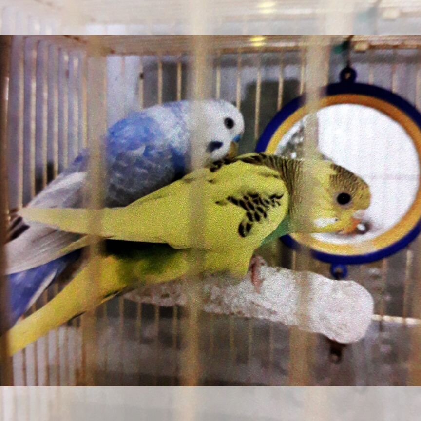 Волнистый попугайчики