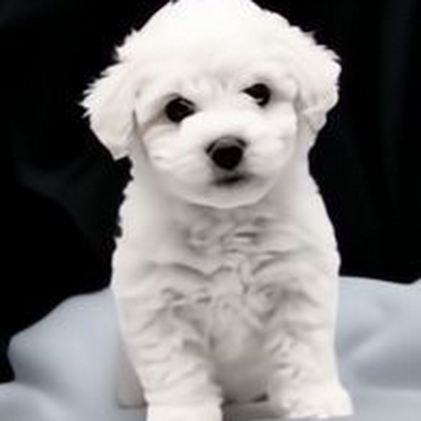 Бишон фризе, щенок